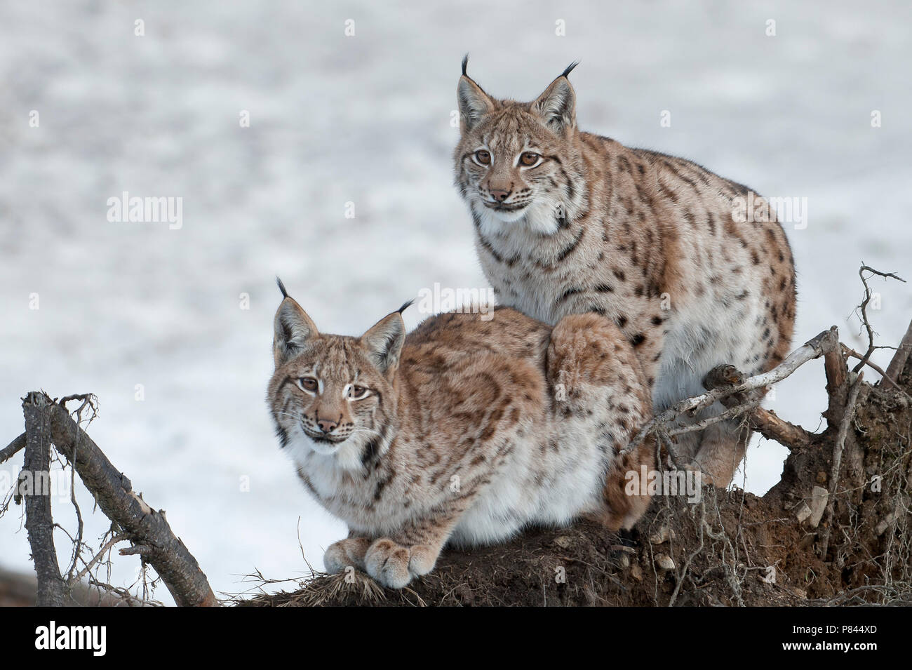 Lynx Wallpapers