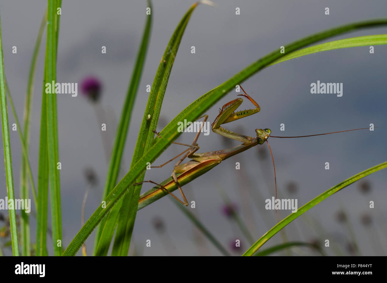 Mantis de europa hi-res stock photography and images - Alamy
