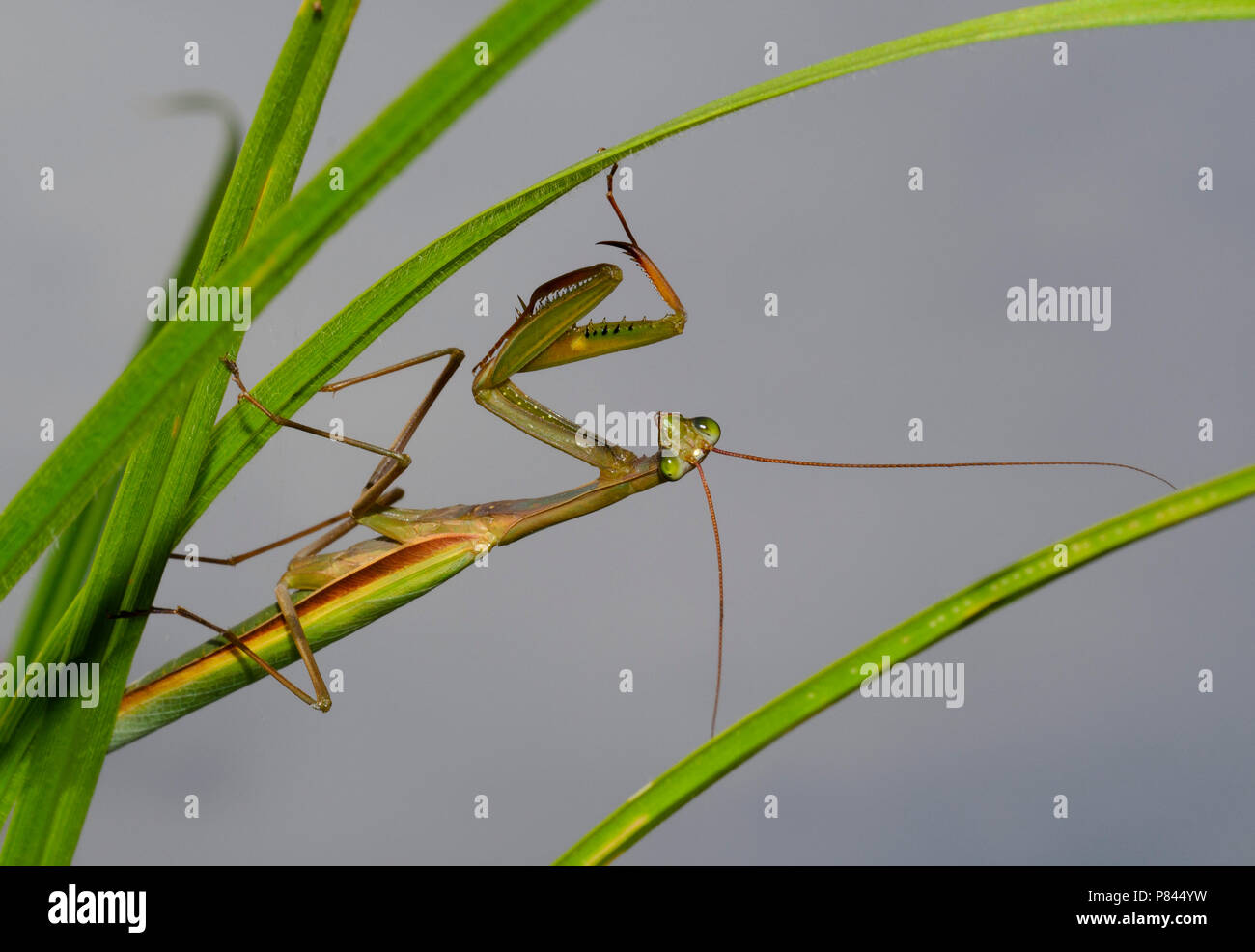 Bidsprinkhaan hangend in groene stengel, Praying Mantis hanging in ...