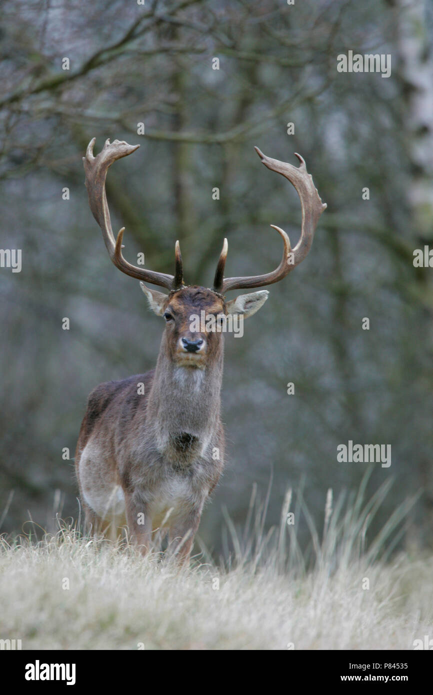 Male fallow deer hi-res stock photography and images - Alamy