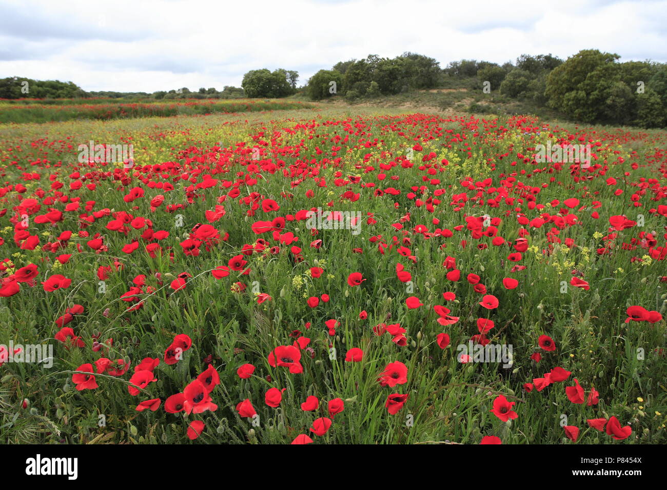 Field with flowering poppy Spain; Veld met bloeiende Klaprozen Spanje ...