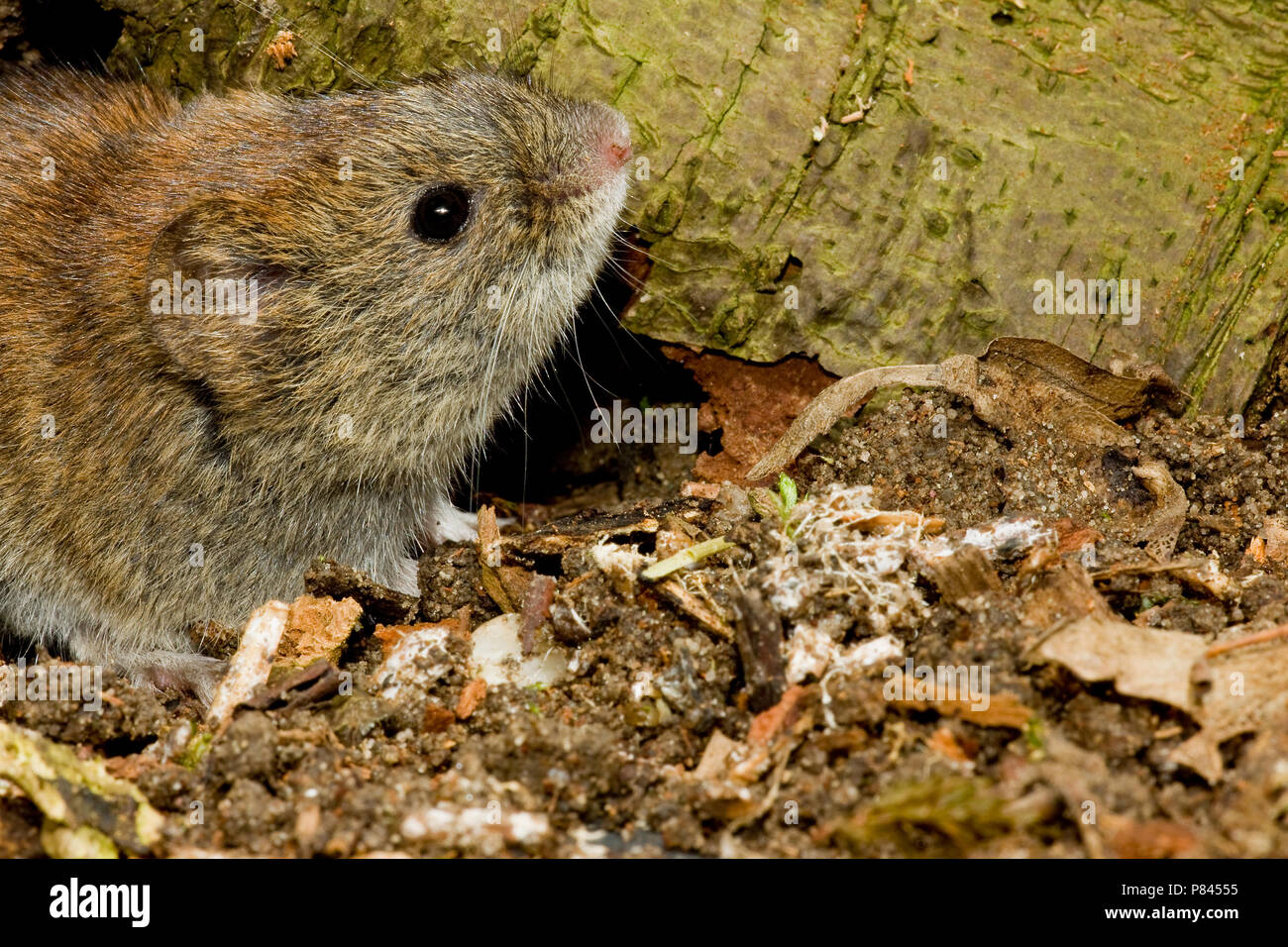 Aardmuis hi-res stock photography and images - Alamy