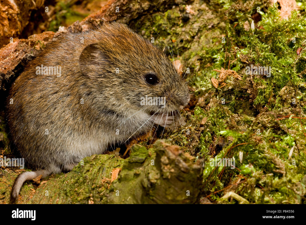 Aardmuis hi-res stock photography and images - Alamy