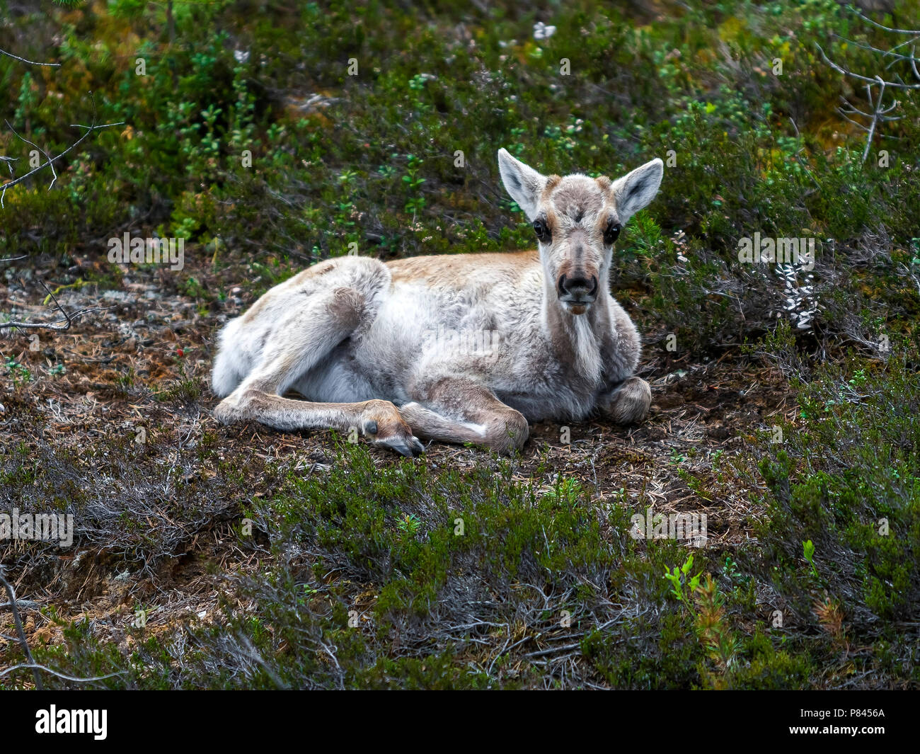 Finnish forest reindeer hi-res stock photography and images - Alamy