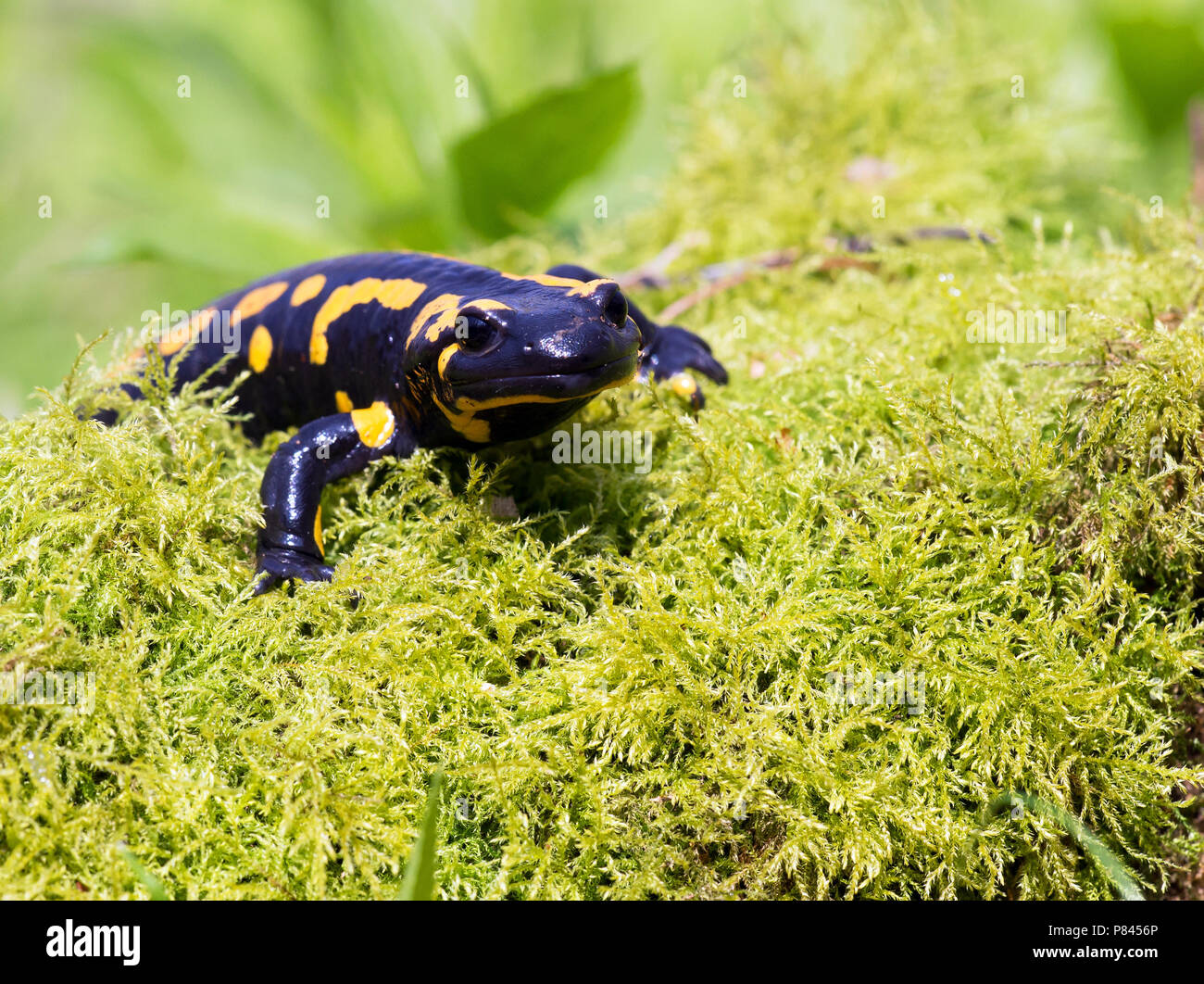 Fire salamander eating hi-res stock photography and images - Alamy