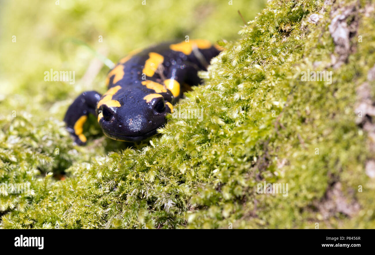 Fire salamander eating hi-res stock photography and images - Alamy
