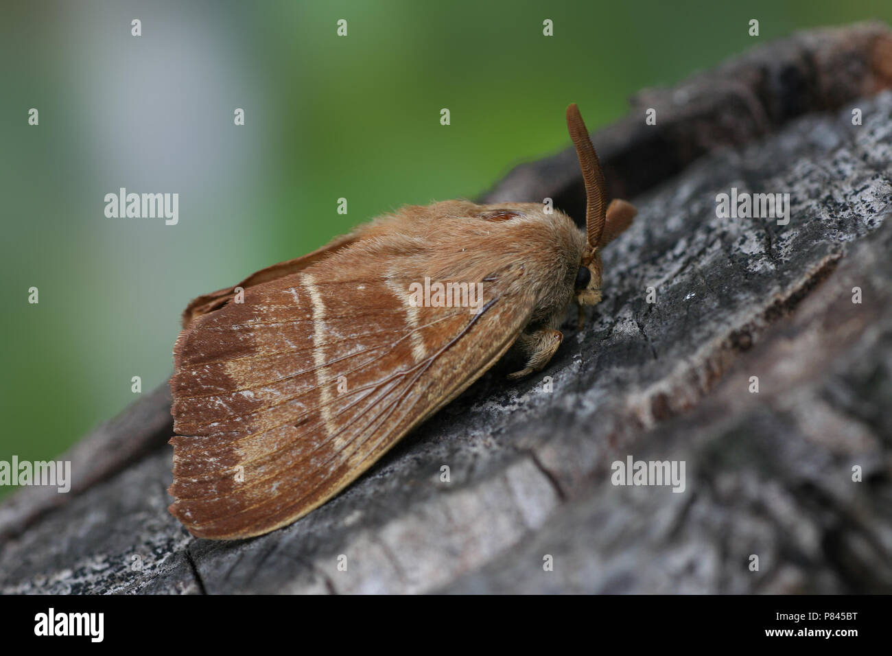 Veelvraat, Fox Moth Stock Photo - Alamy