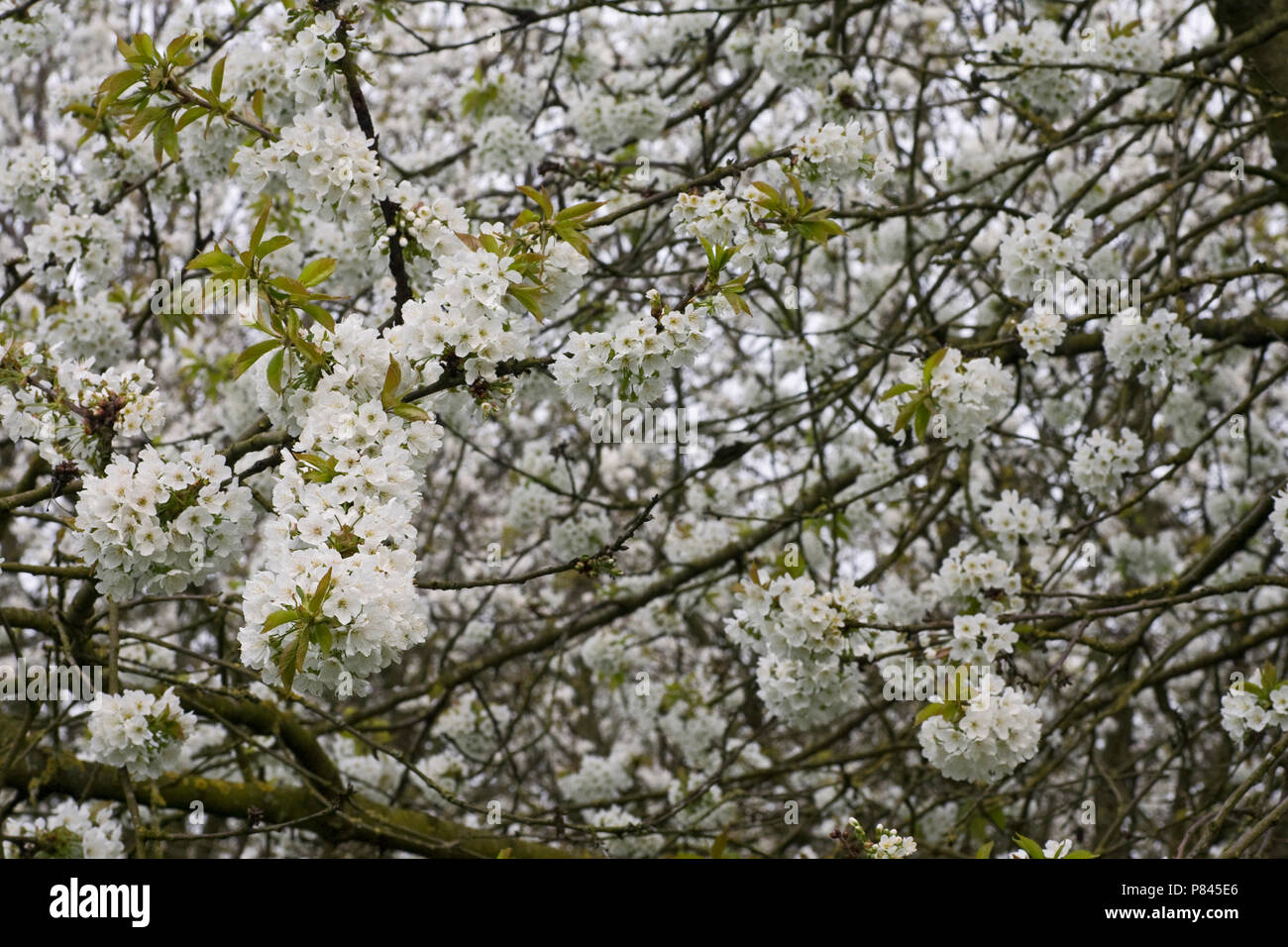 Fruitboom hi-res stock photography and images - Alamy