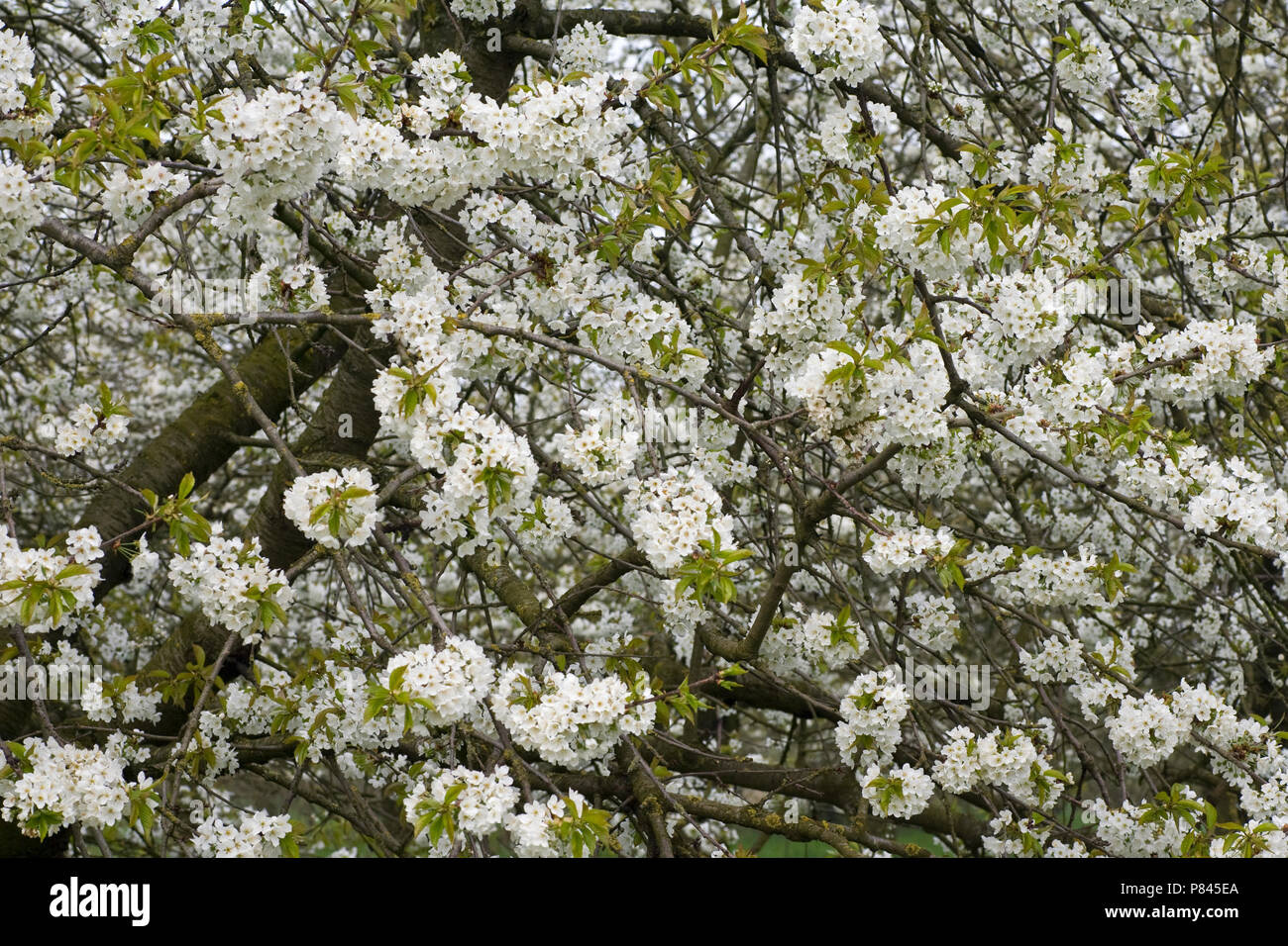 Fruitbomen hi-res stock photography and images - Alamy