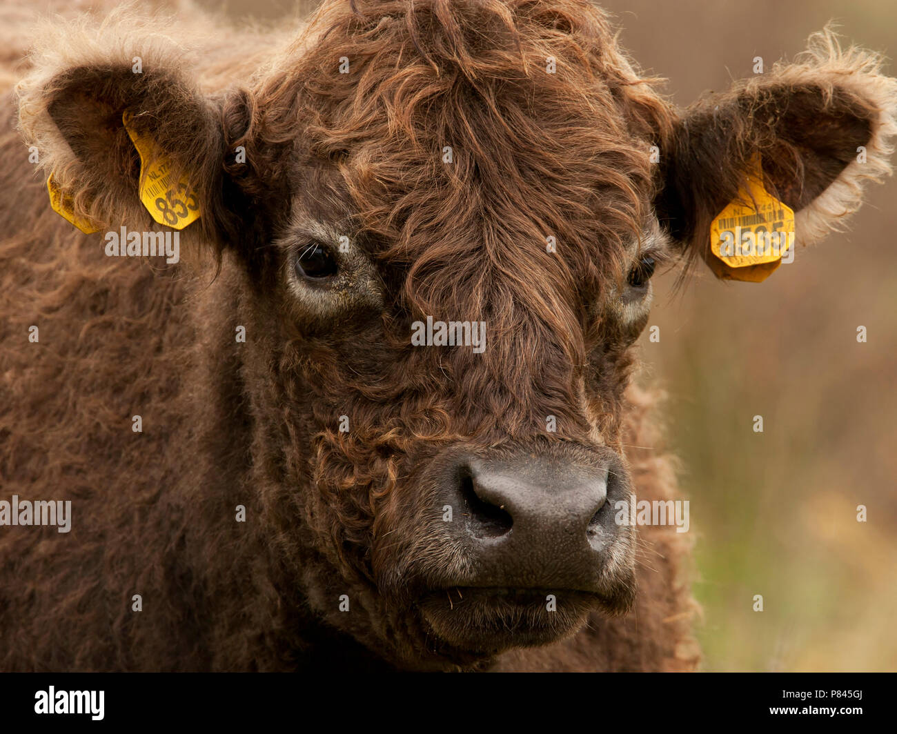 Close up galloway cattle hi-res stock photography and images - Alamy