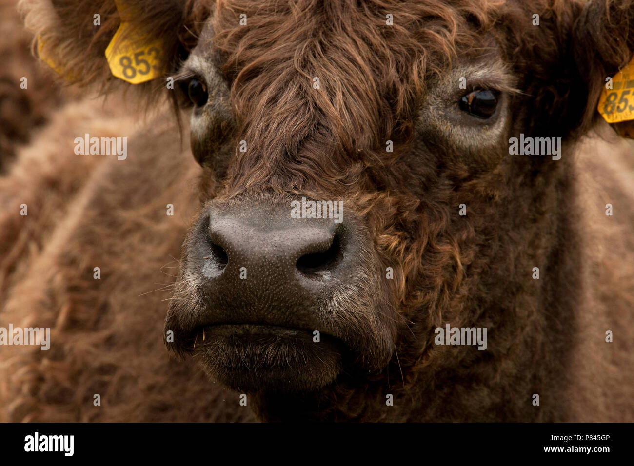 Close up galloway cattle hi-res stock photography and images - Alamy