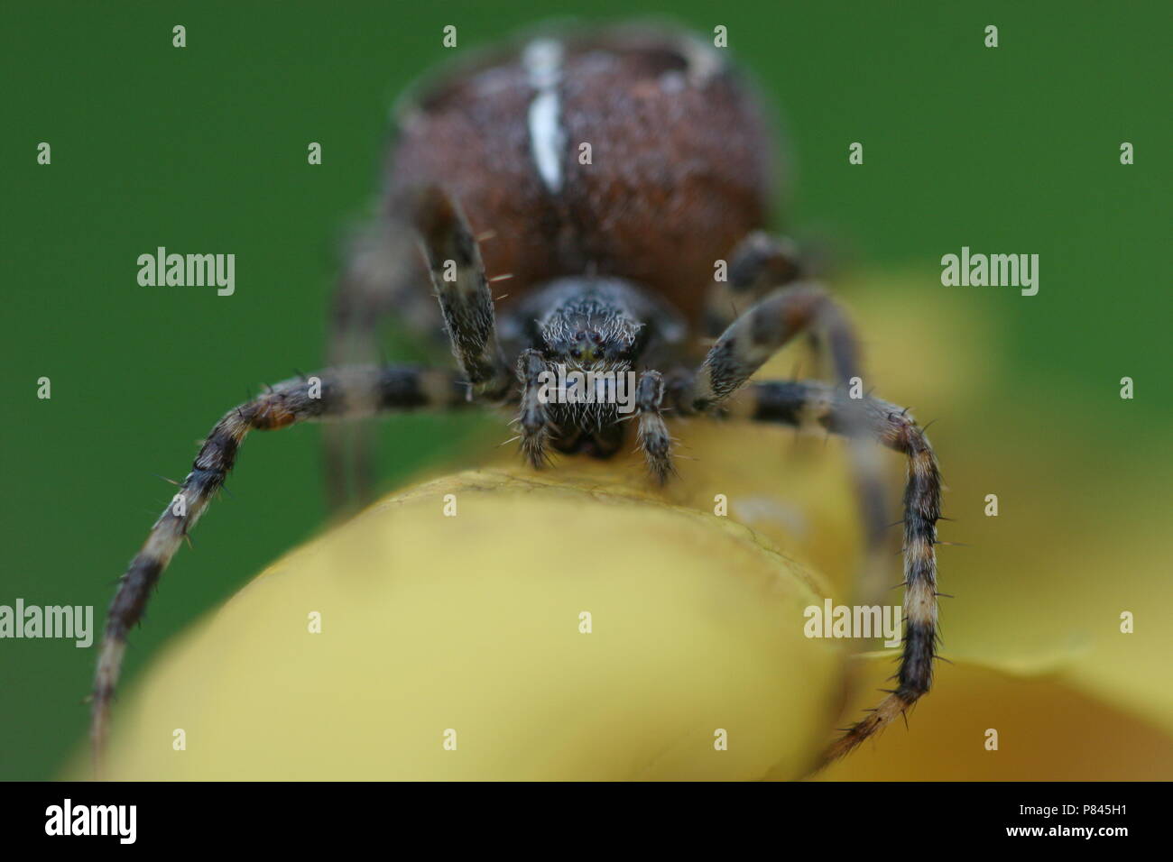 Kruisspin hi-res stock photography and images - Alamy