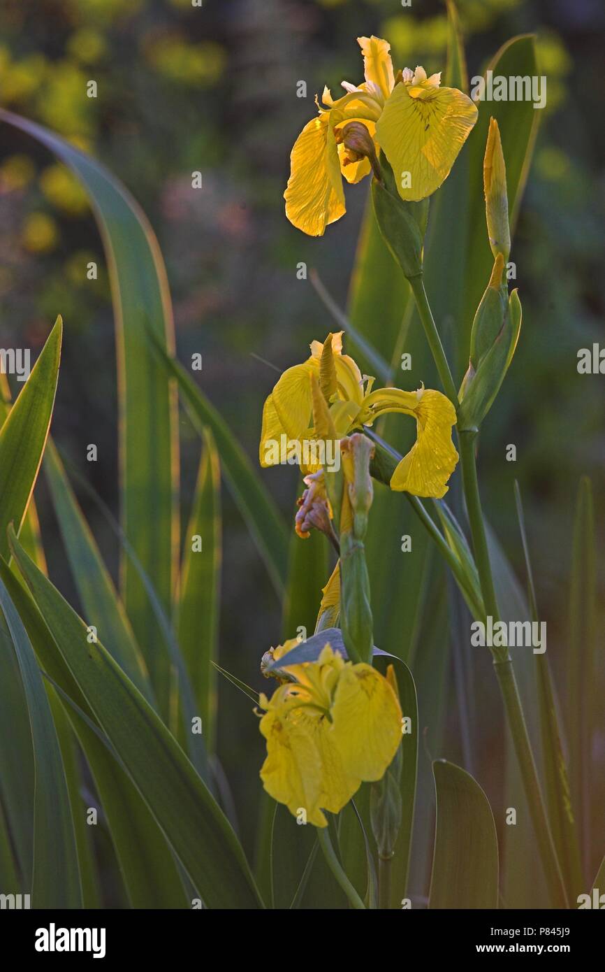 Gele Lis; Yellow flag Stock Photo - Alamy