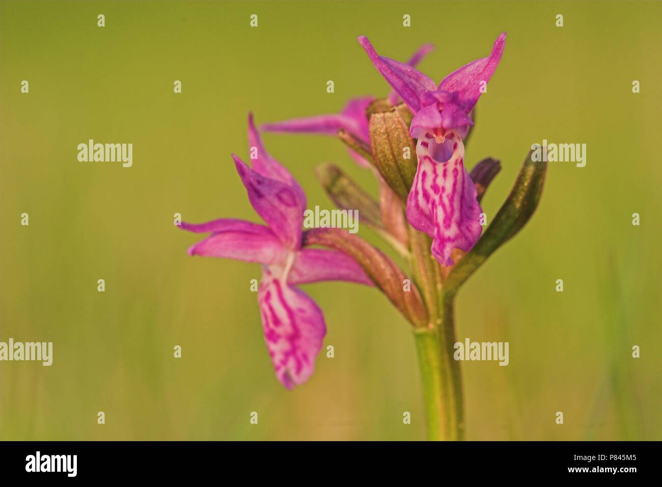 Gevlekte Rietorchis; Western Marsh Orchid Stock Photo - Alamy