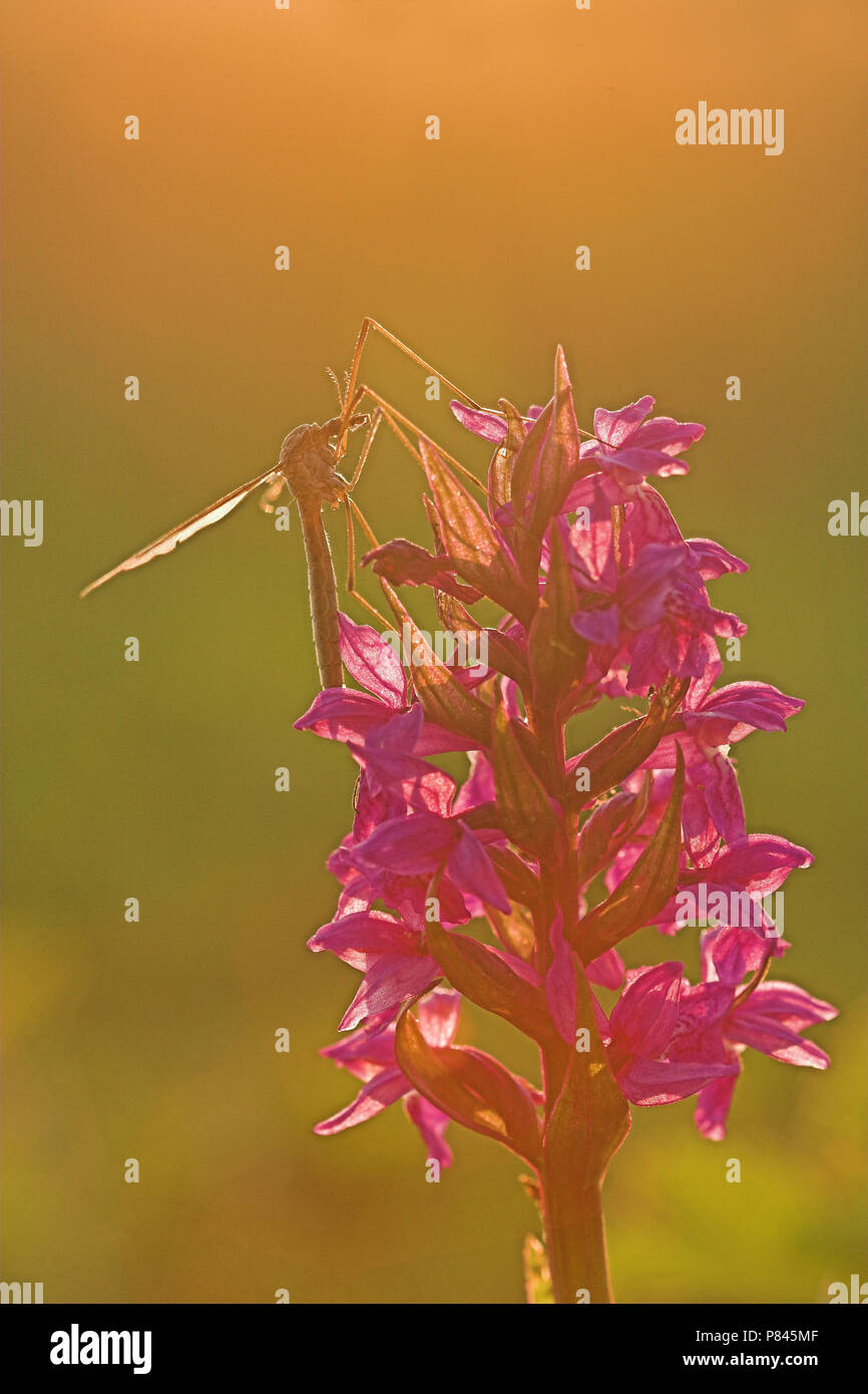 Crane fly orchis hi-res stock photography and images - Alamy