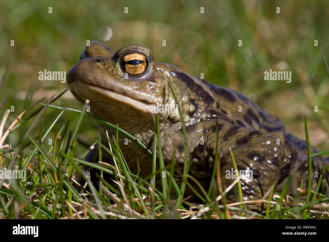 Gewone pad in het gras, Common toad in grass Stock Photo - Alamy