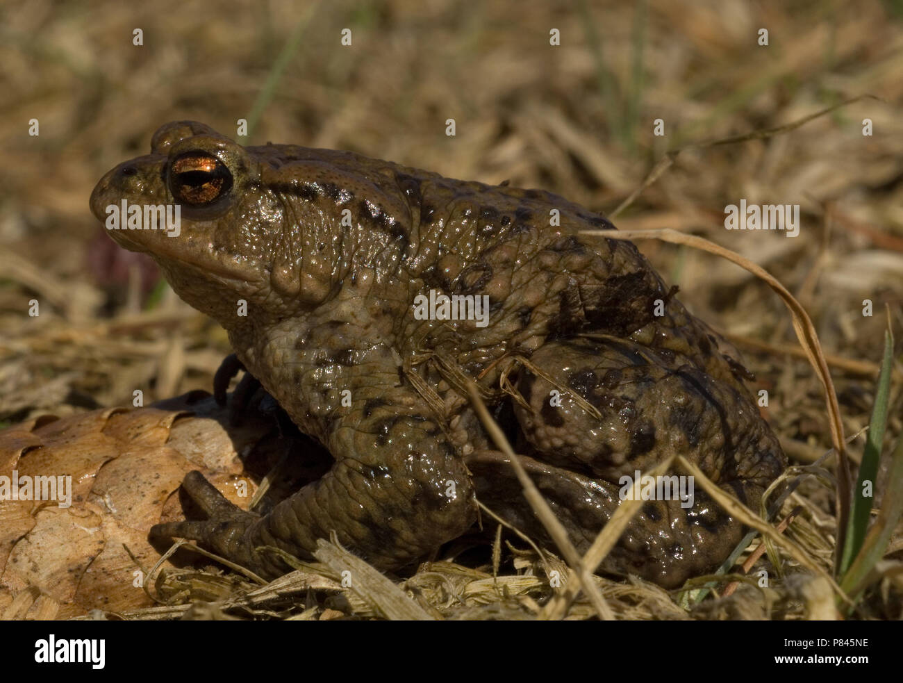 Side view of toad hi-res stock photography and images - Alamy