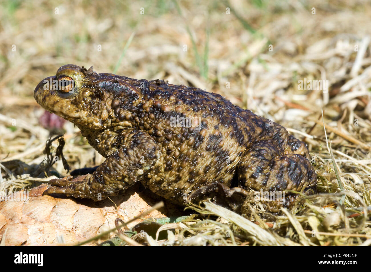 Side view of toad hi-res stock photography and images - Alamy
