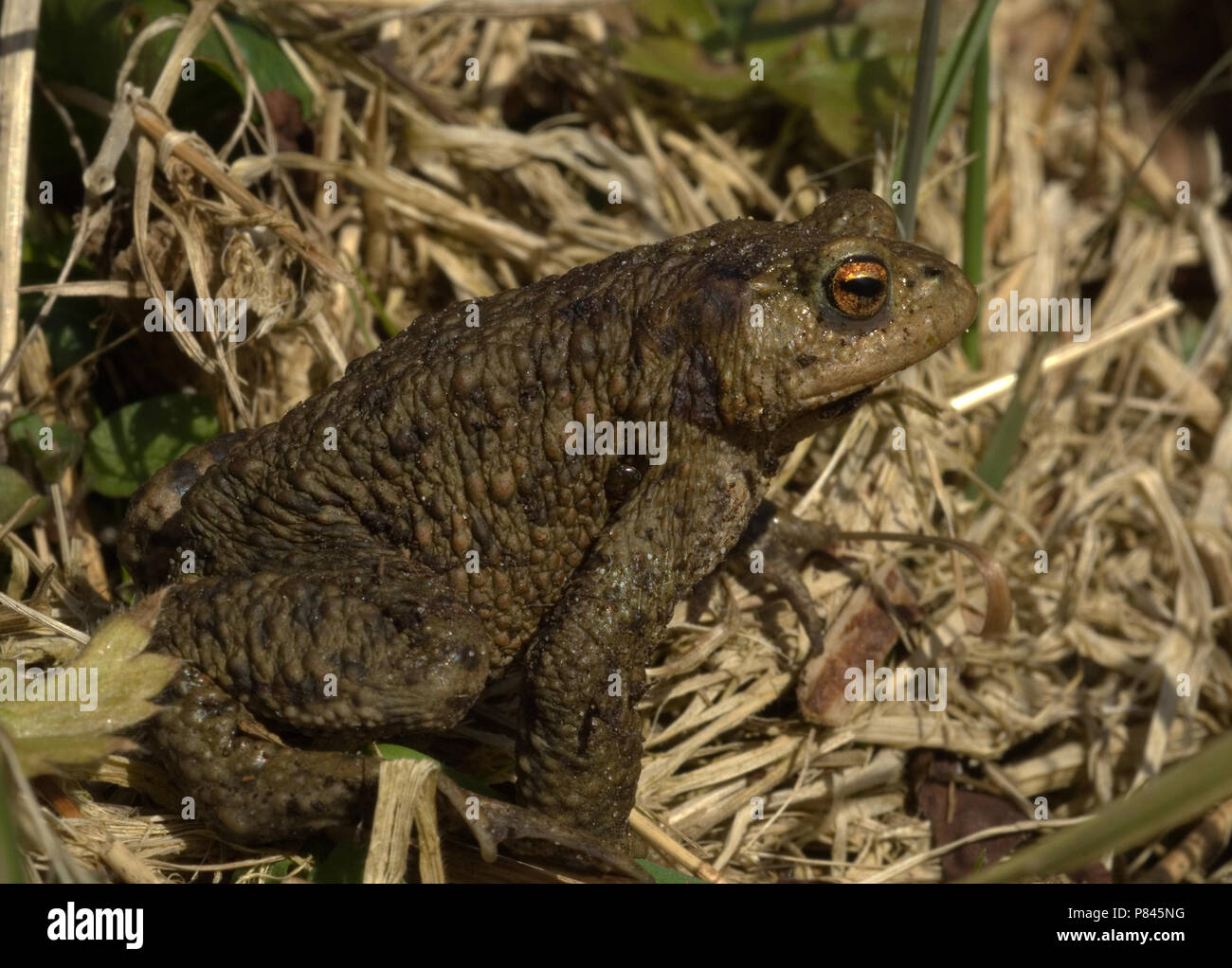 Toad side view hi-res stock photography and images - Alamy