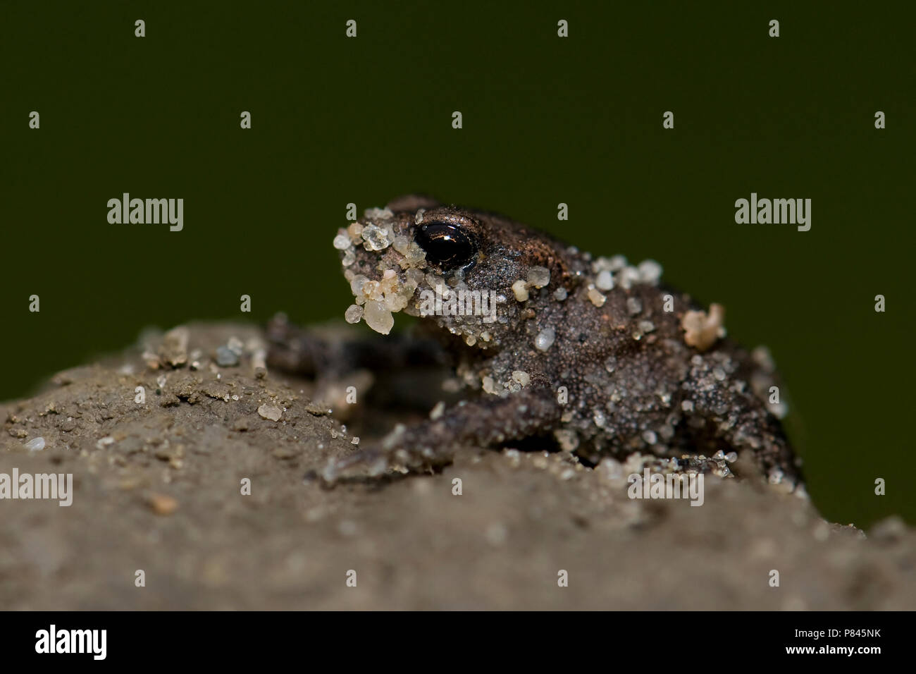 Gewone Pad; Common Toad Stock Photo - Alamy