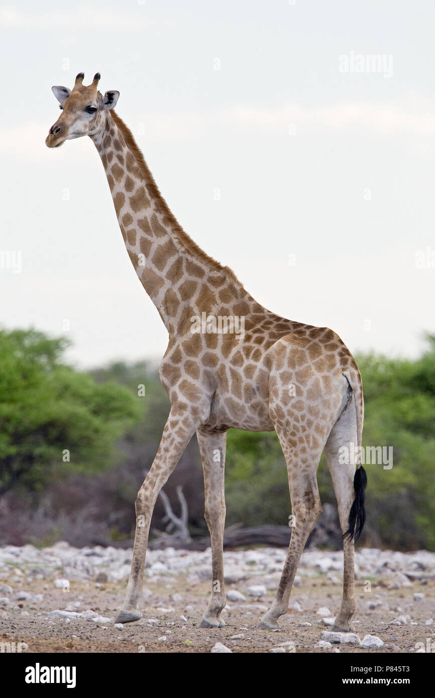 Giraffen Wikipedia, 59% OFF | www.oceanproperty.co.th