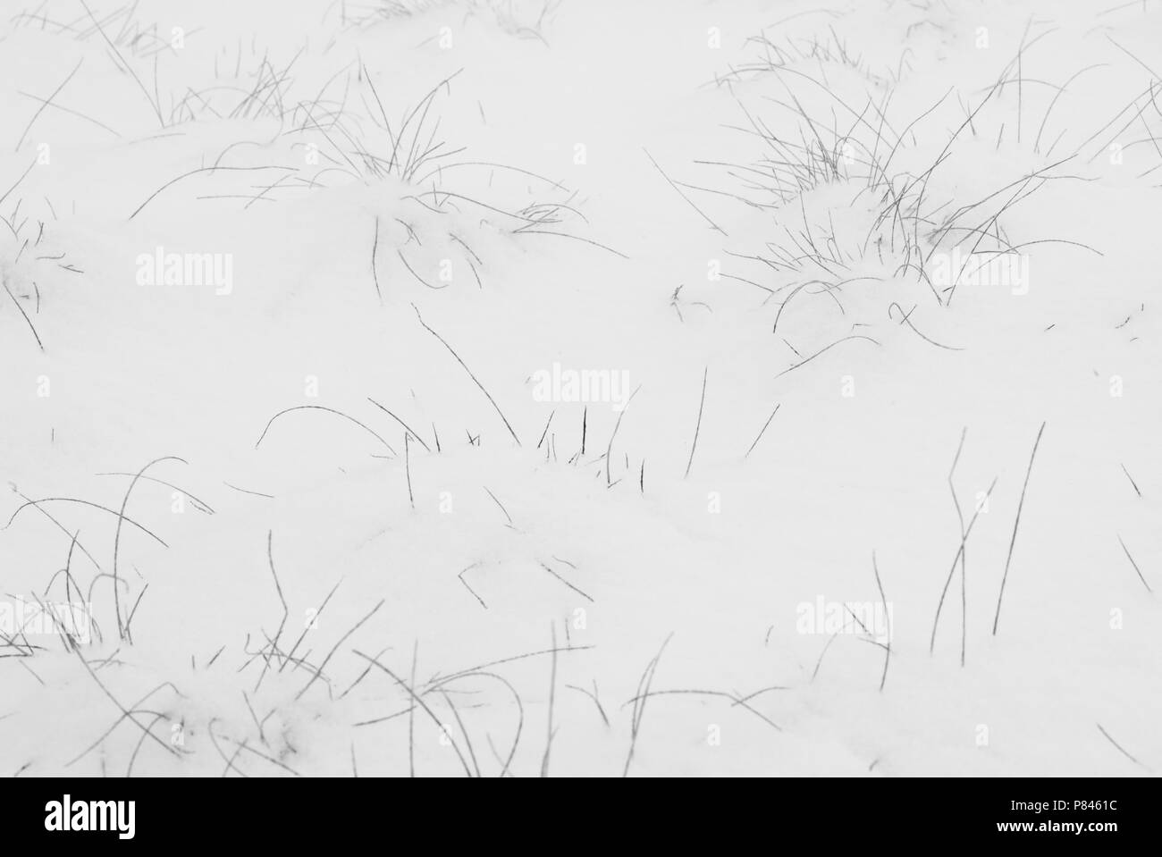 Snowy grass hi-res stock photography and images - Alamy
