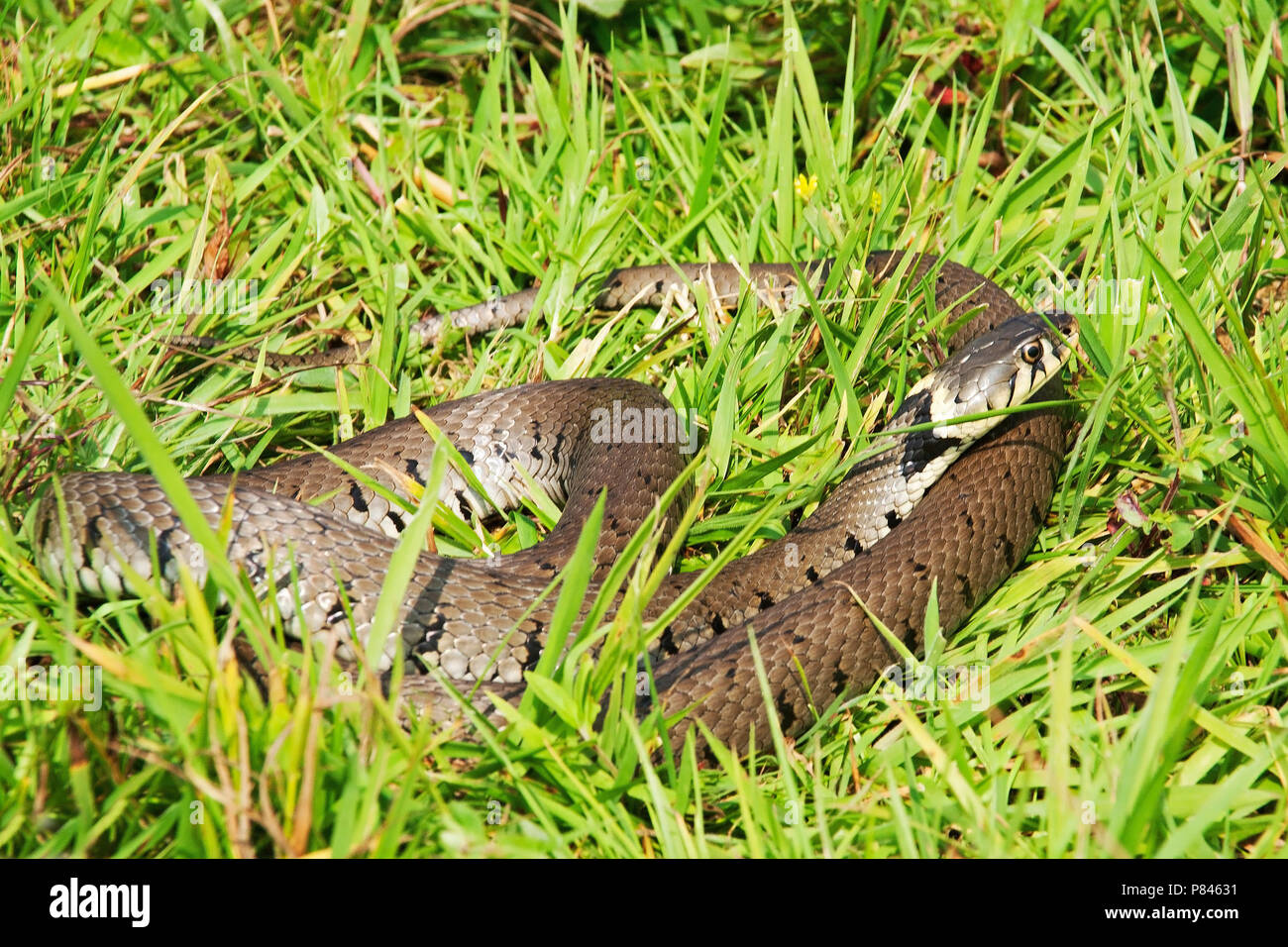 Ringslang zonnend in het gras; Grass Snake sunbathing in the grass ...