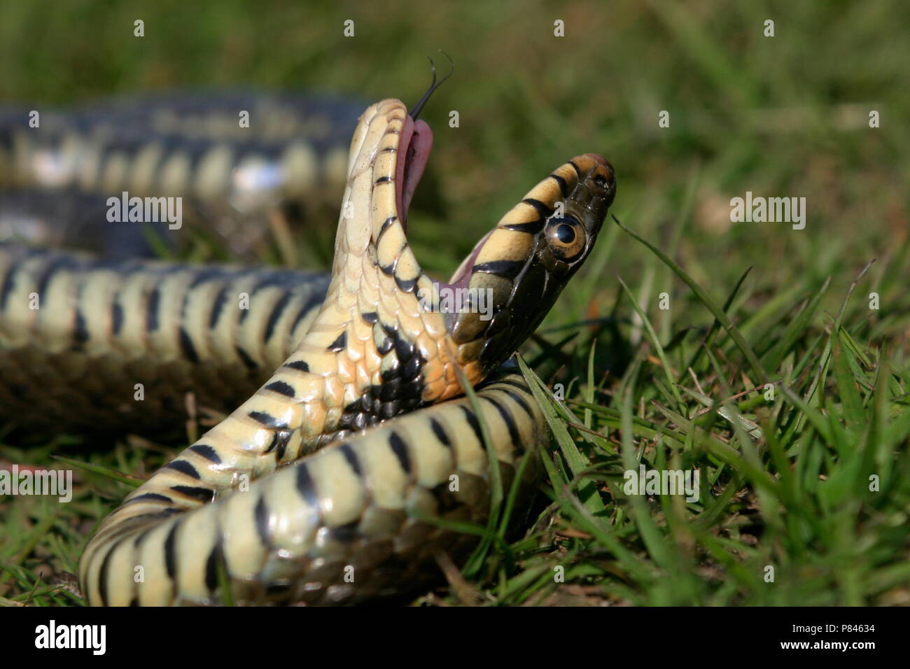 Ringslang, Grass Snake Stock Photo - Alamy