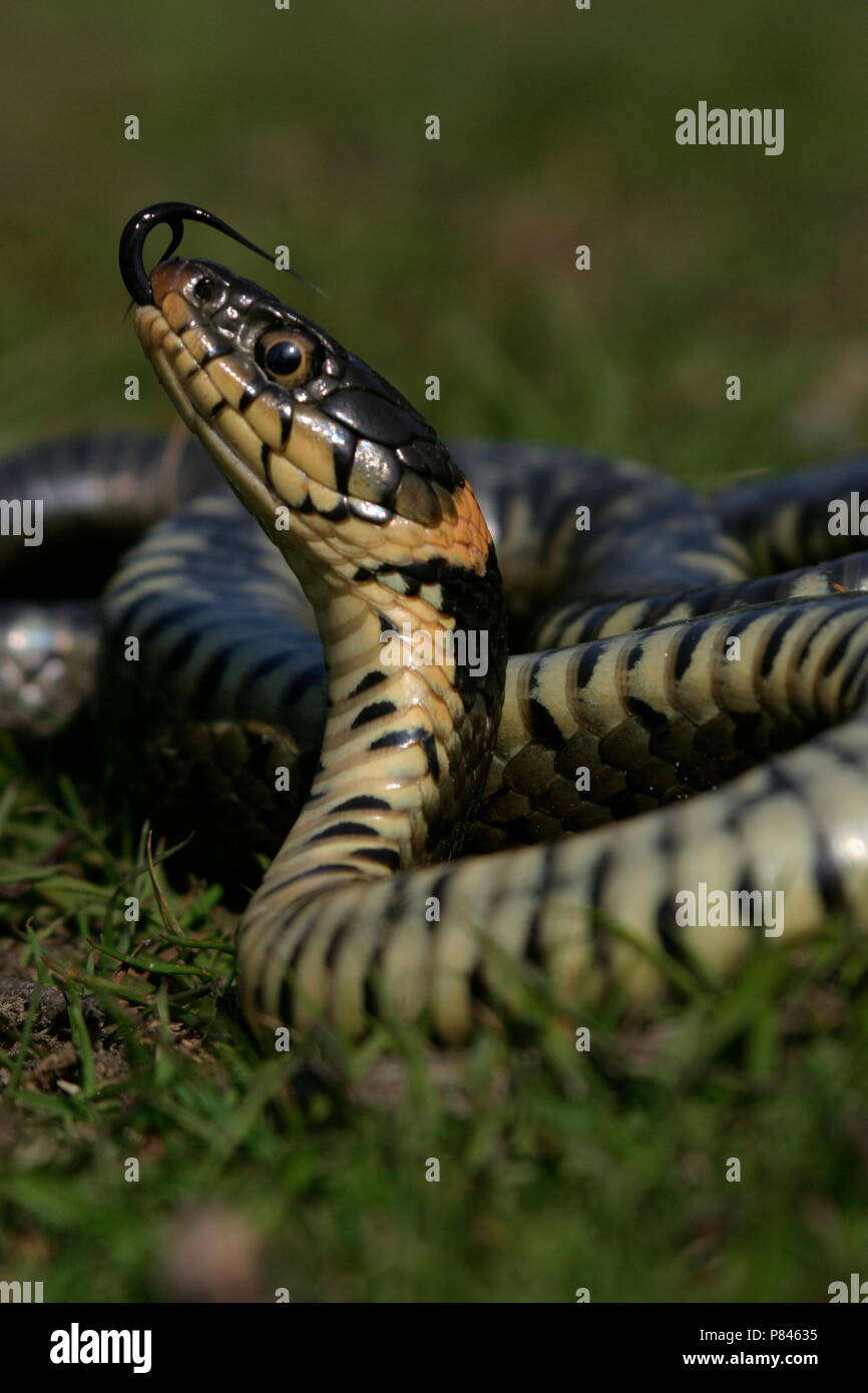Ringslang, Grass Snake Stock Photo - Alamy
