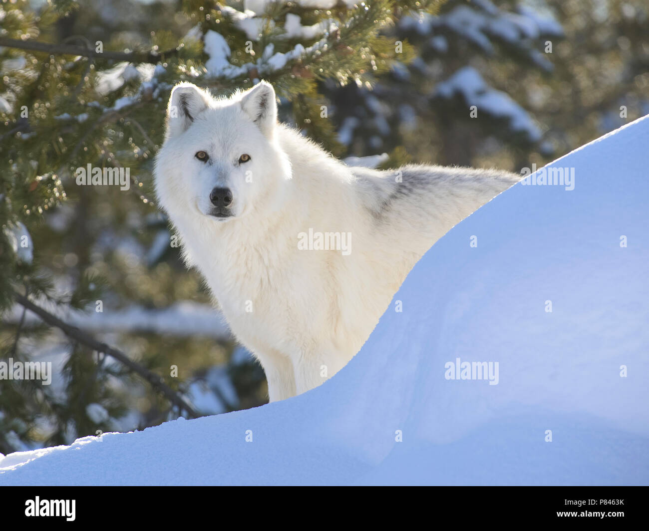 Grey Wolf in North America Stock Photo - Alamy