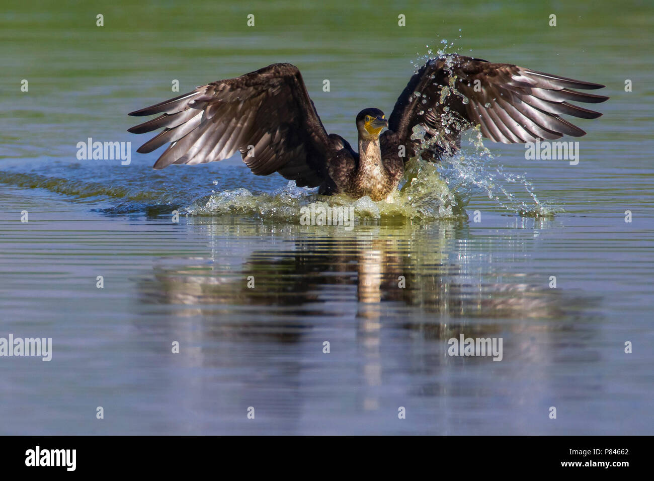 Cormorano; Great Cormorant; Phalacrocorax carbo sinensis Stock Photo ...