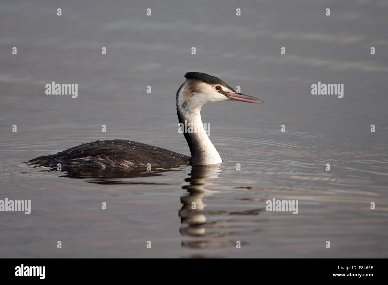 Great Crested Grebe winter plumage; Fuut winterkleed Stock Photo - Alamy