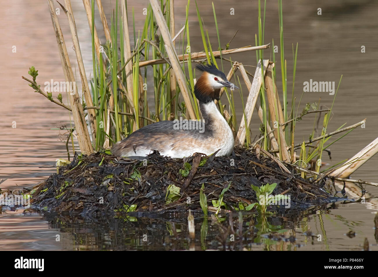 Great Crested Grebe incubating eggs on nest; Fuut broedend op eieren ...