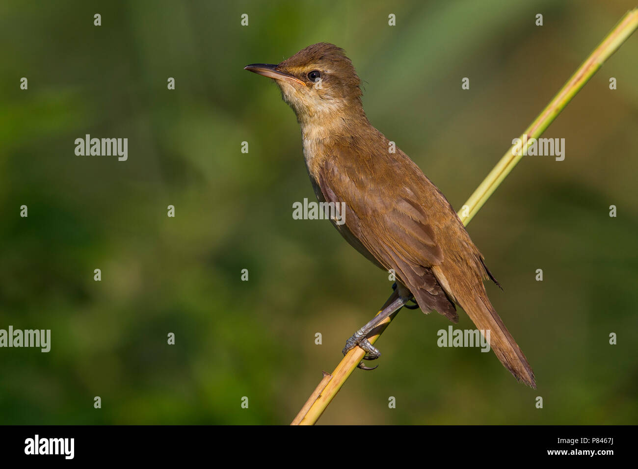 Cannareccione; Great Reed Warbler; Acrocephalus arundinaceus Stock ...