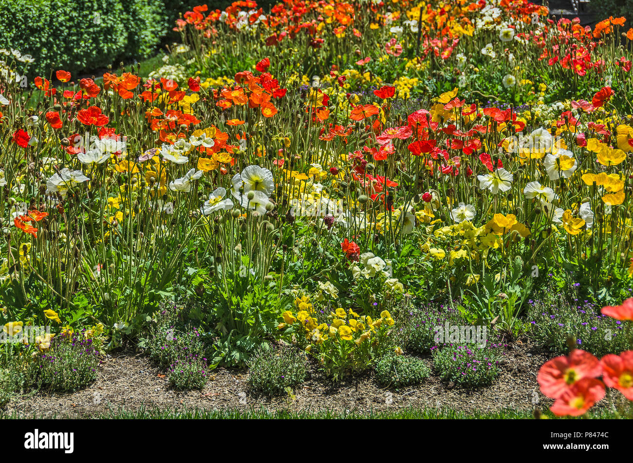 Colorful poppies in a garden spreading happiness to all who visit Stock ...