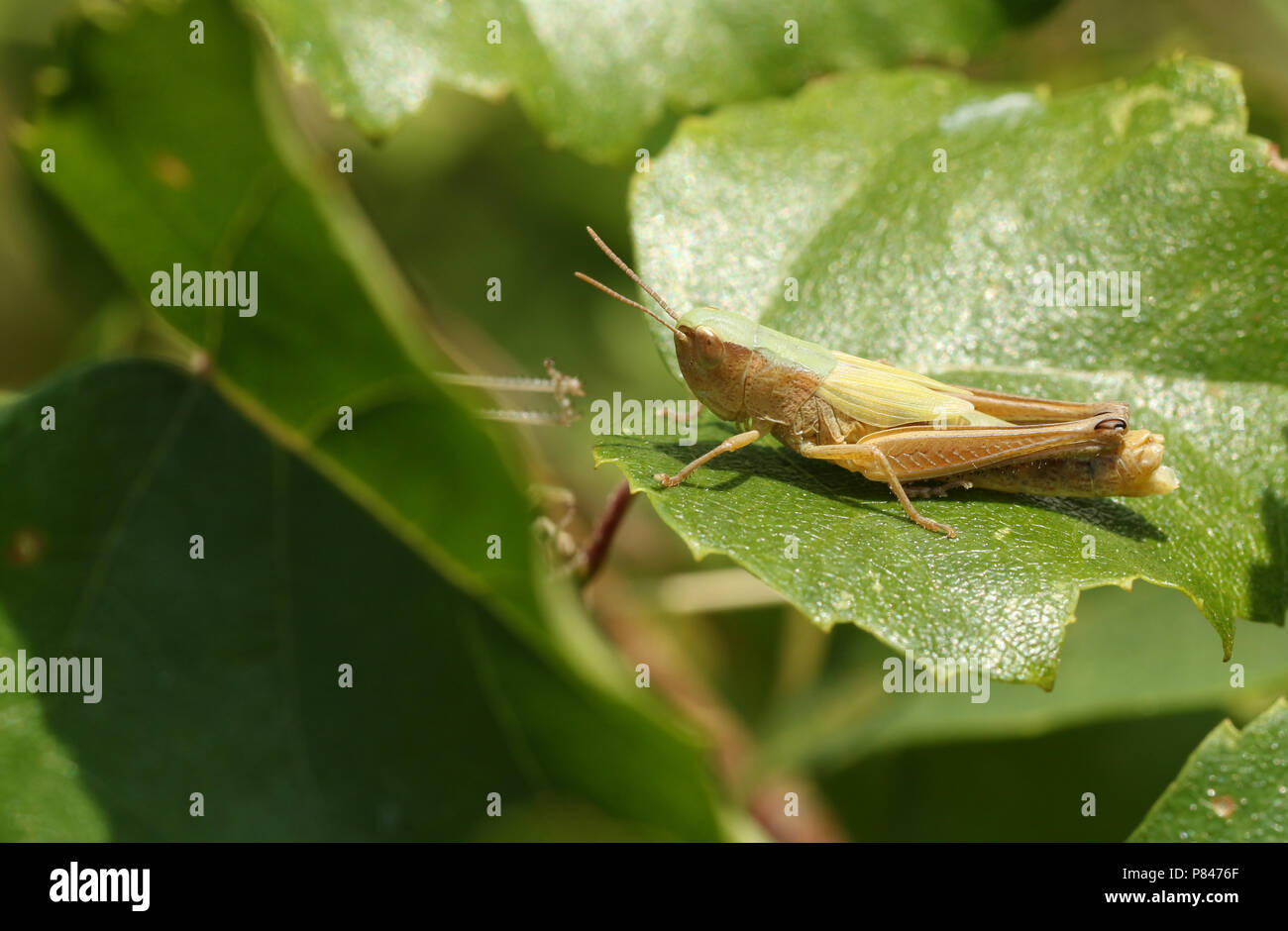 A pretty Meadow Grasshopper (Chorthippus parallelus) perching on a leaf ...