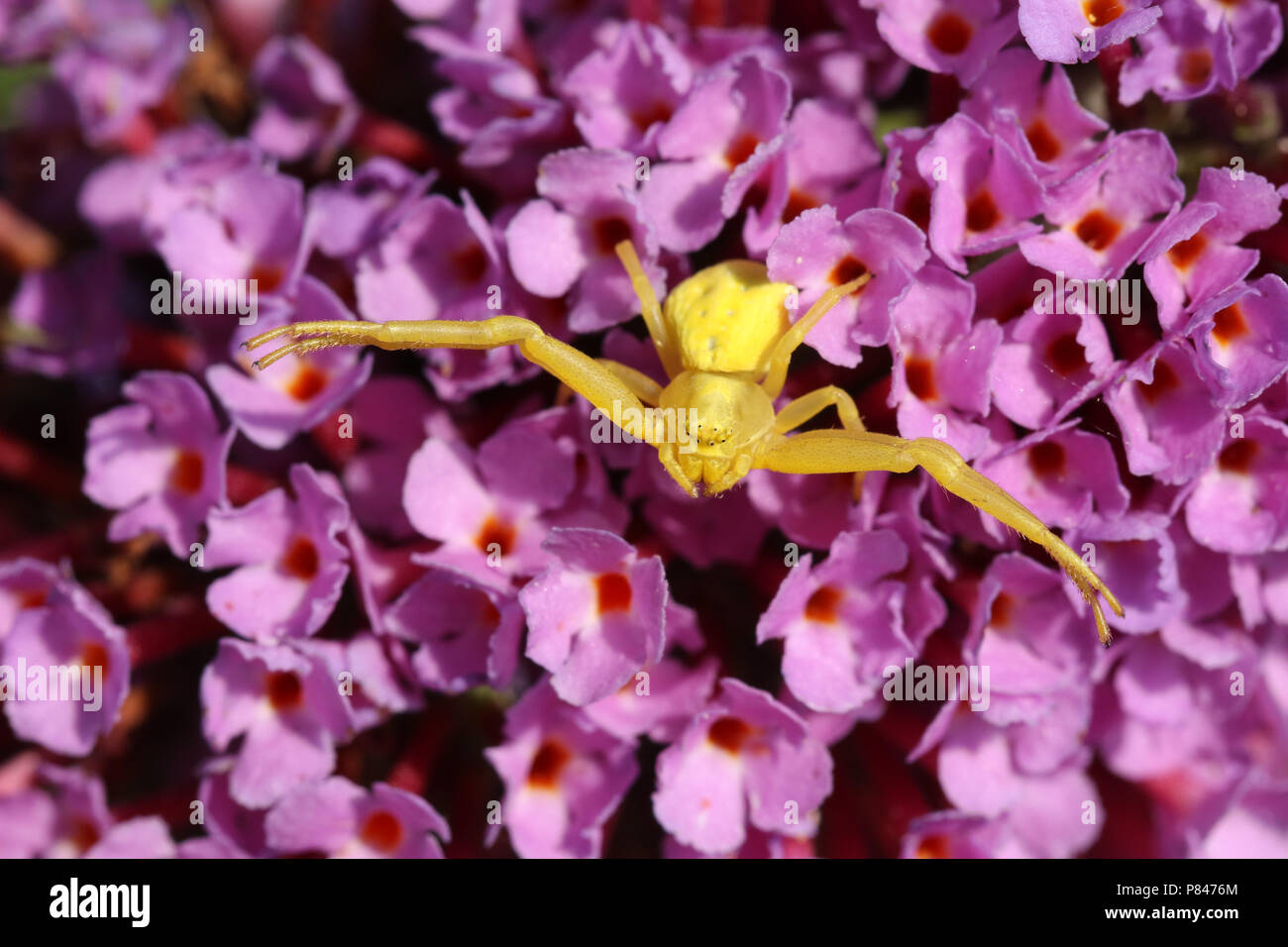 A Yellow Crab Spider, Thomisidae (Misumena vatia) hunting on a Buddleia ...