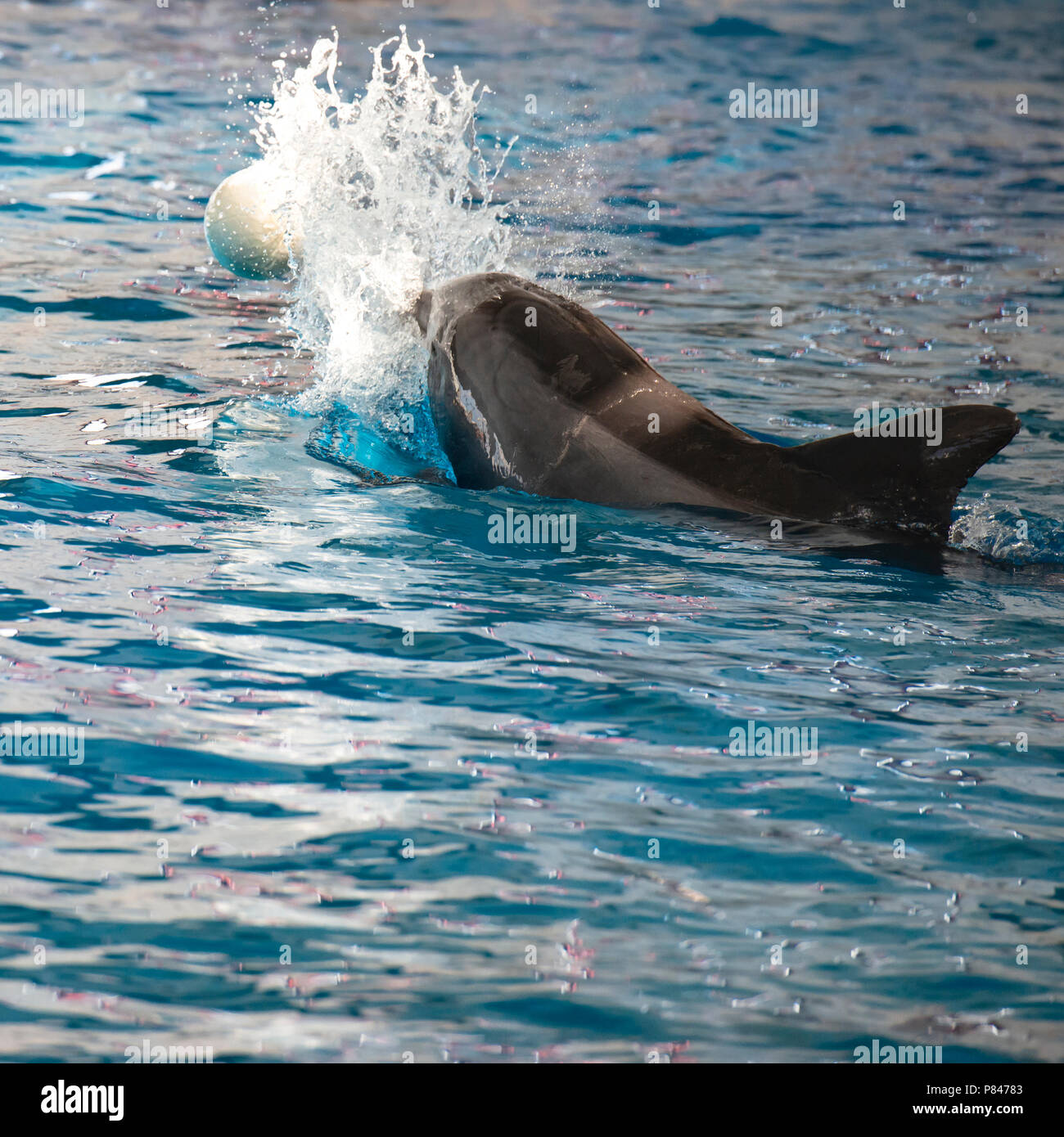 Dolphin playing joyfully with a soccer ball, making a big splash as he ...