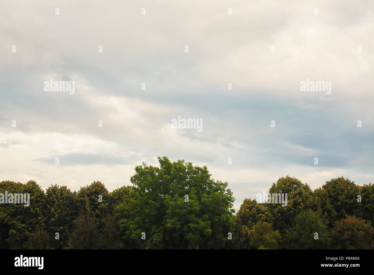 Forest sky treetops hi-res stock photography and images - Alamy