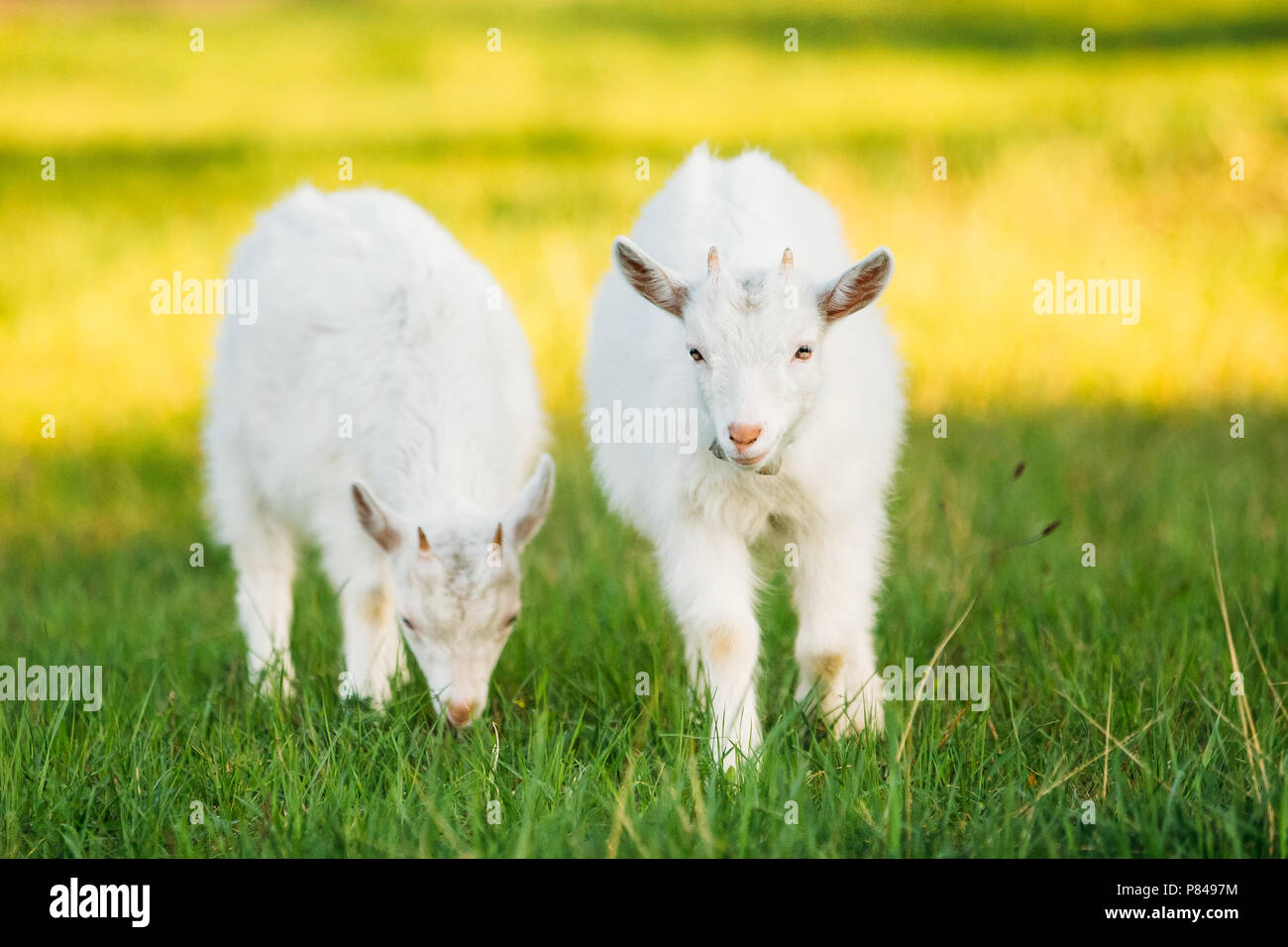 Two goats eating grass hi-res stock photography and images - Alamy