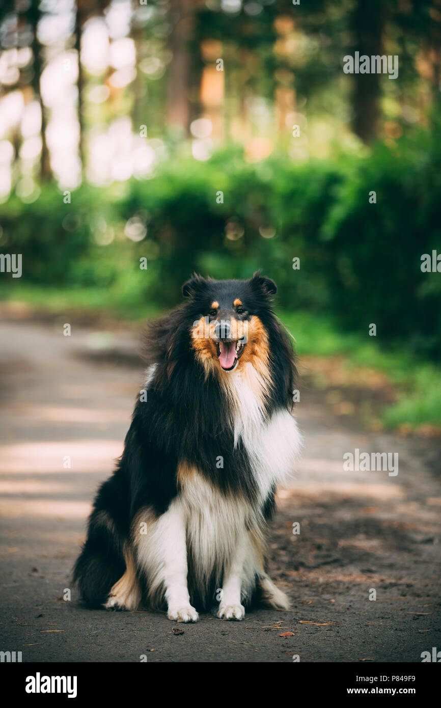 Rough Collie, Scottish Collie, Long-Haired Collie, English Collie ...