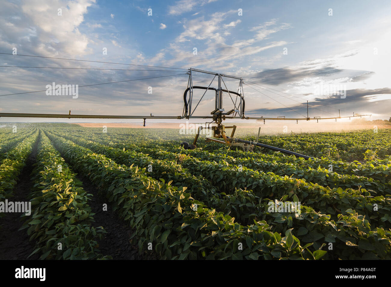 Watering bean plants hi-res stock photography and images - Alamy
