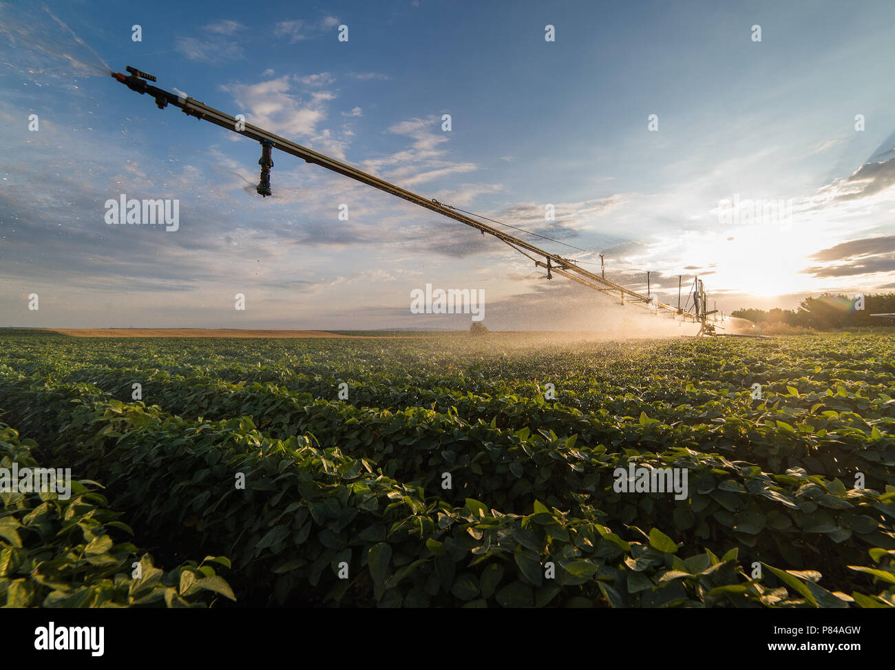 Irrigation system watering a crop of soy beans at field Stock Photo - Alamy