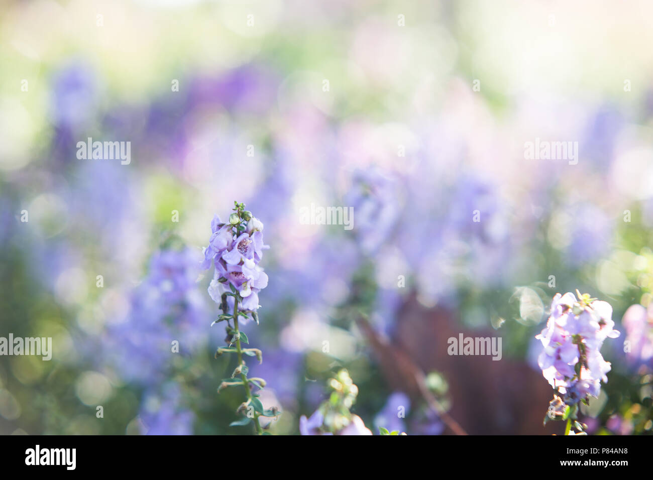 Spring background,The little purple flowers in the morning Stock Photo ...
