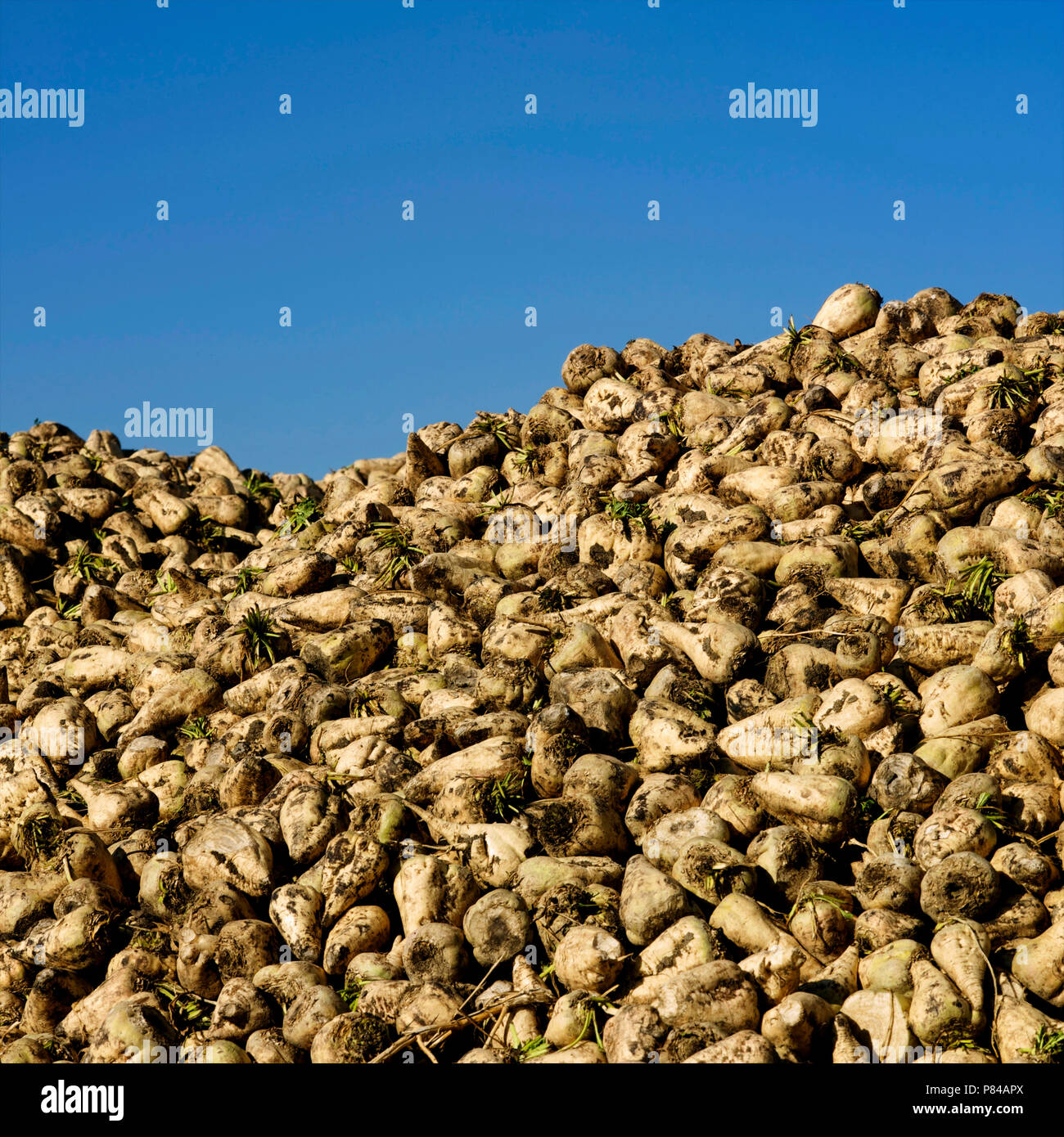 Pile of sugar beet newly harvested in a field, Auvergne, France, Europe ...