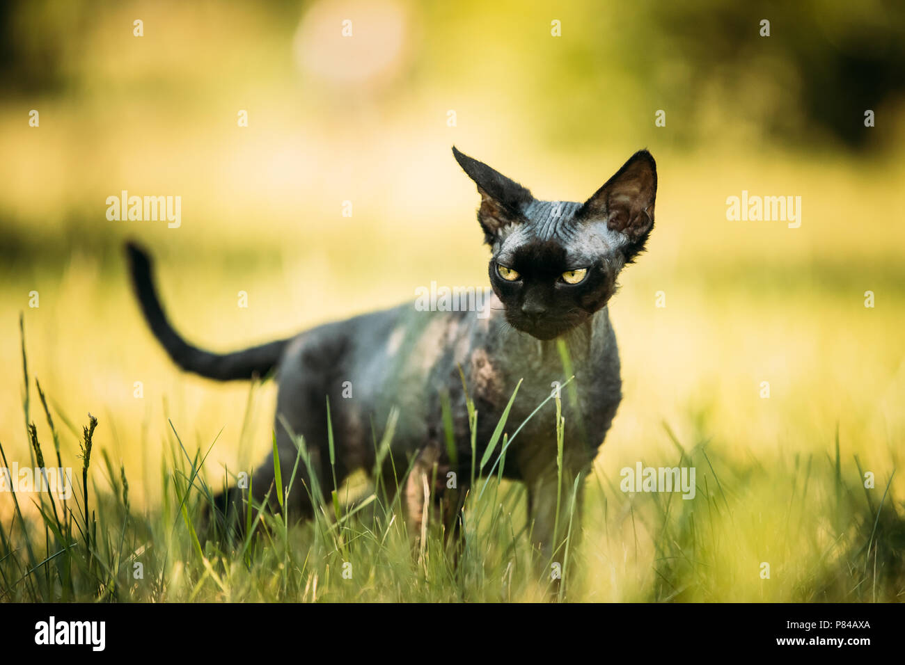 Funny Young Gray Devon Rex Kitten In Green Grass. Short-haired Cat Of ...