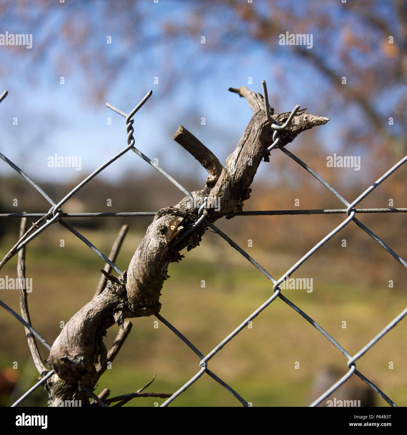 Tangled in branches hi-res stock photography and images - Alamy