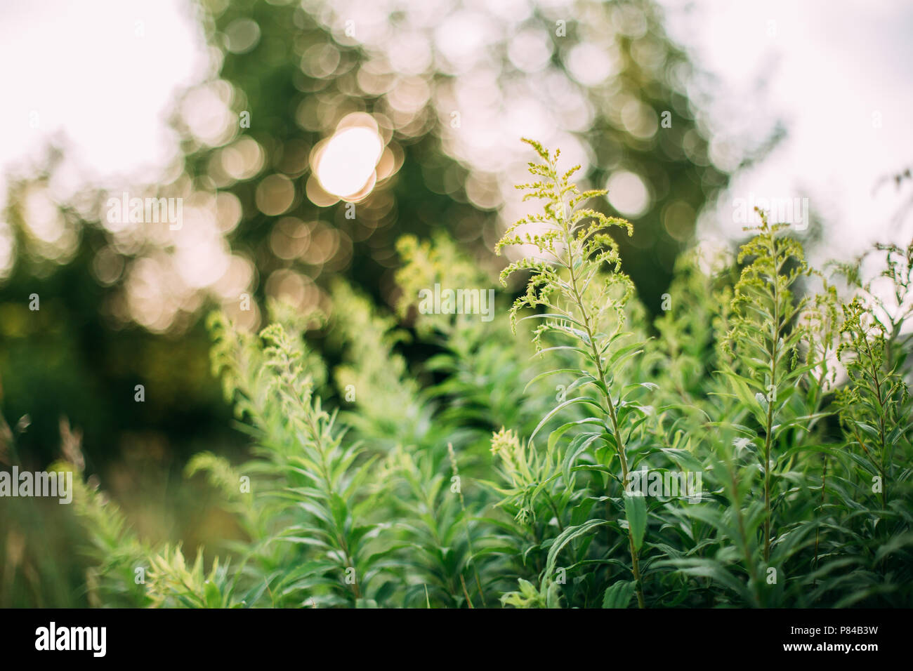 Wild Green Summer Grass In Bokeh, Boke In Sunlight. Greenery, Green ...