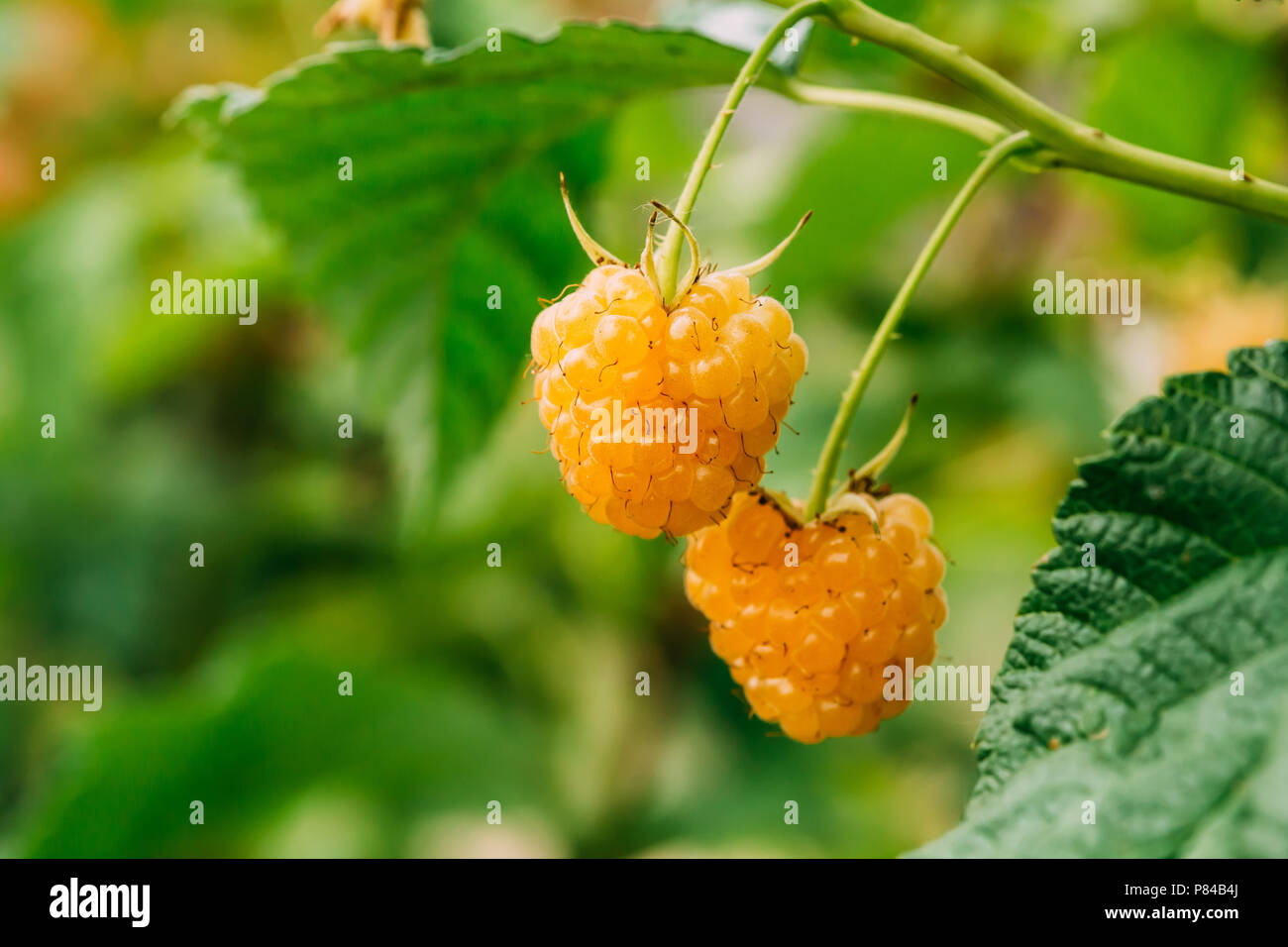 Yellow Raspberries Pruning