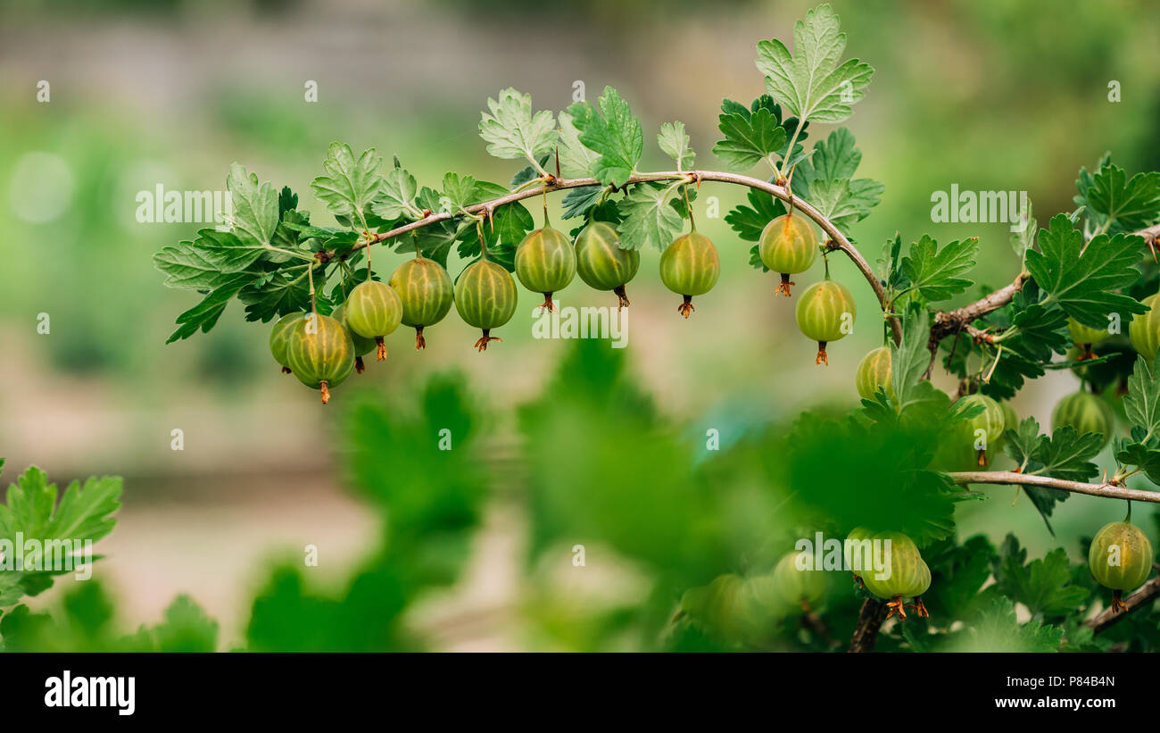 Fresh Green Gooseberries. Growing Organic Berries Closeup On A Branch ...